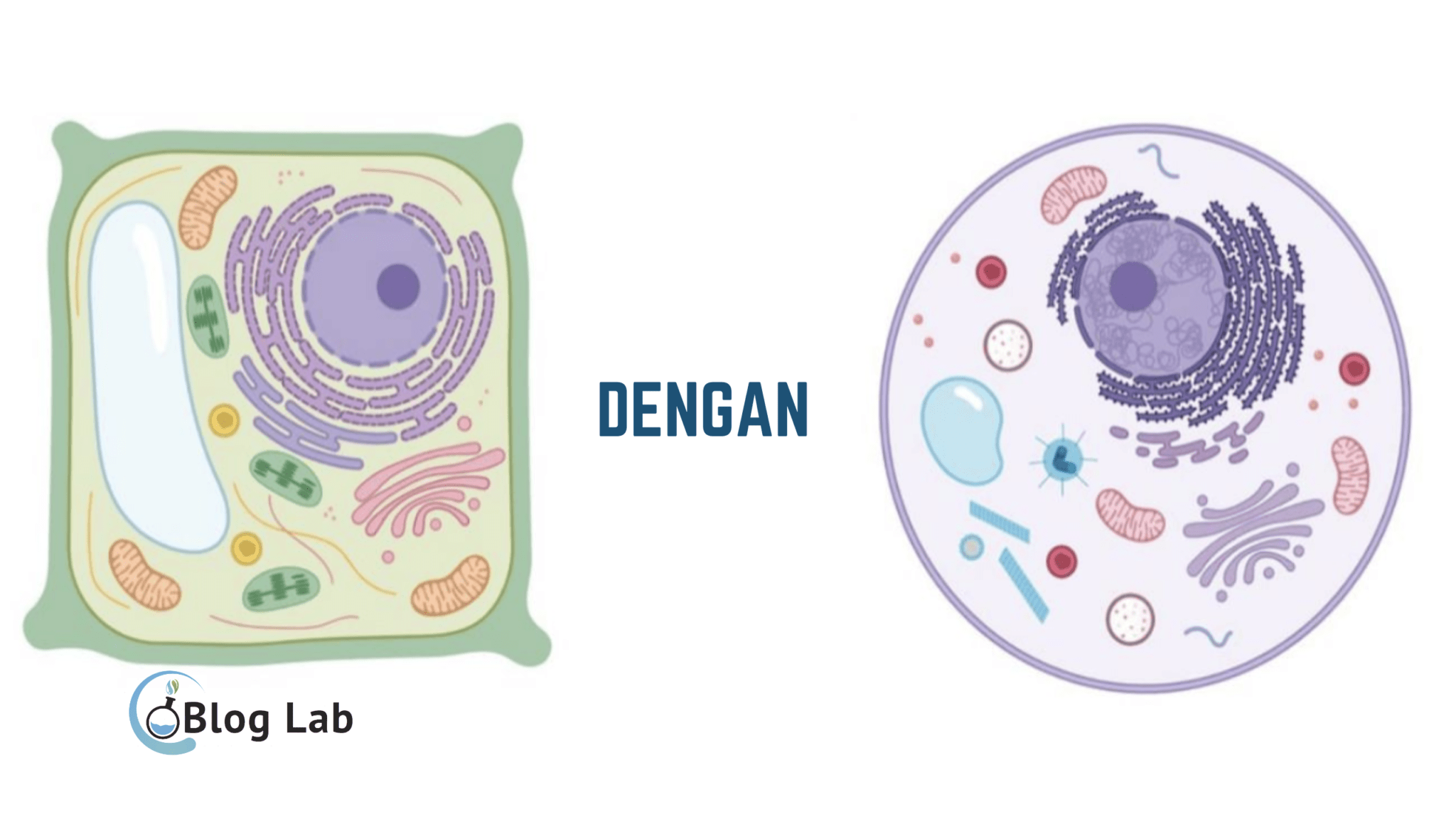 Tabel Perbedaan Sel Hewan dan Sel Tumbuhan Tabel Perbedaan Sel Hewan dan Sel Tumbuhan